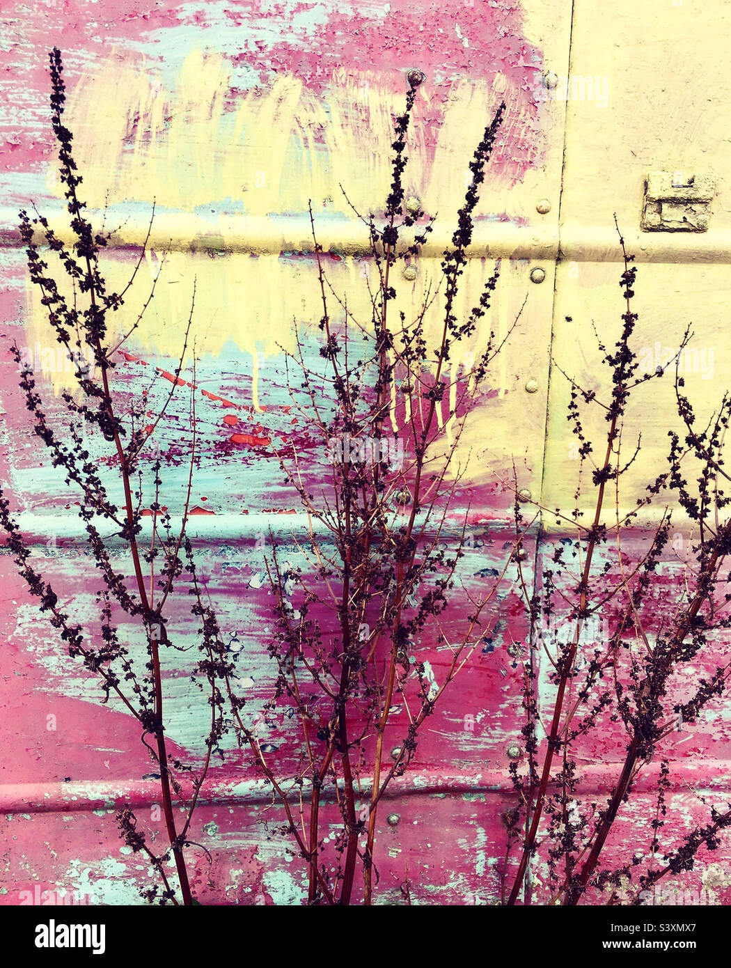 Weeds growing in container hi-res stock photography and images - Alamy