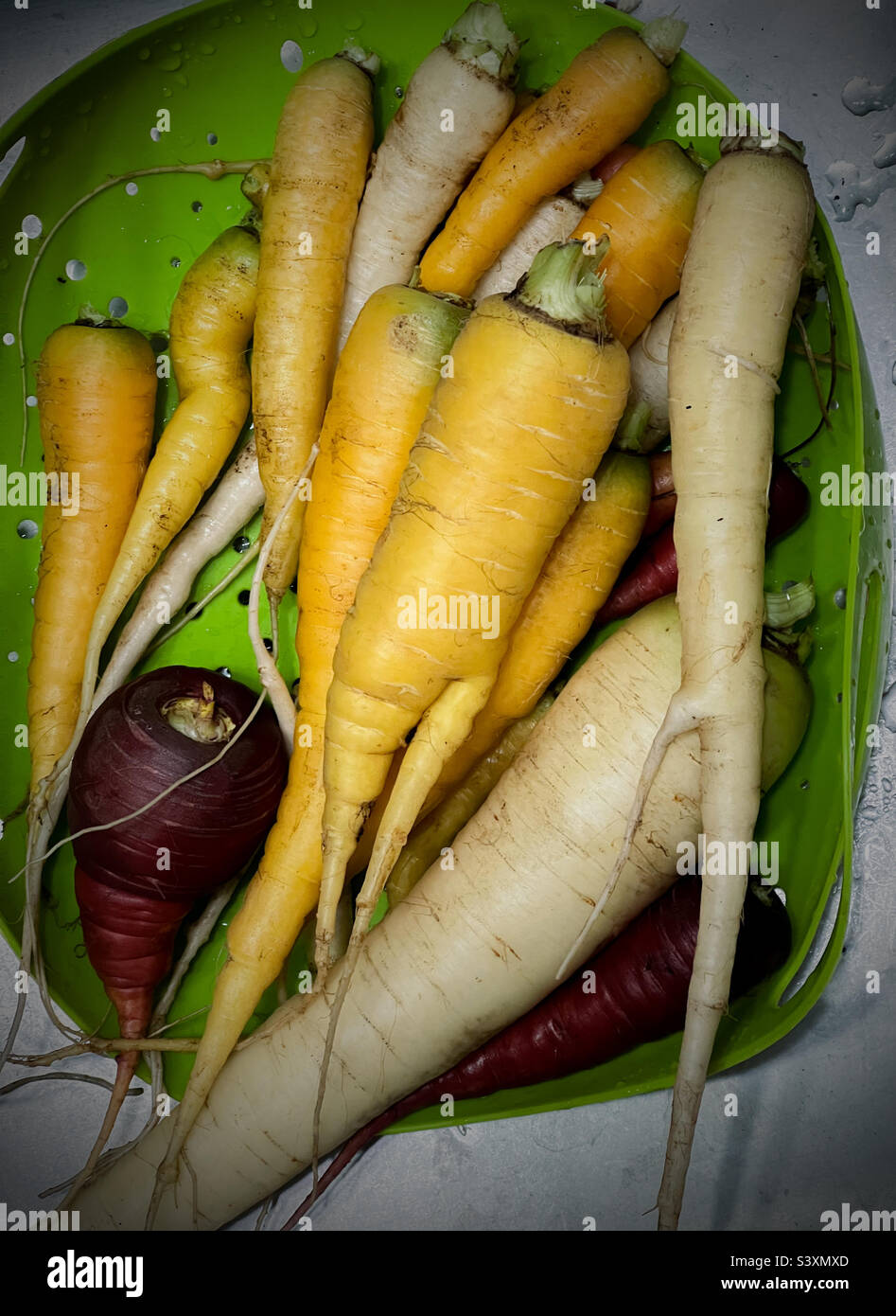 Homegrown carrots of a variety of colors and irregular shapes and sizes ...