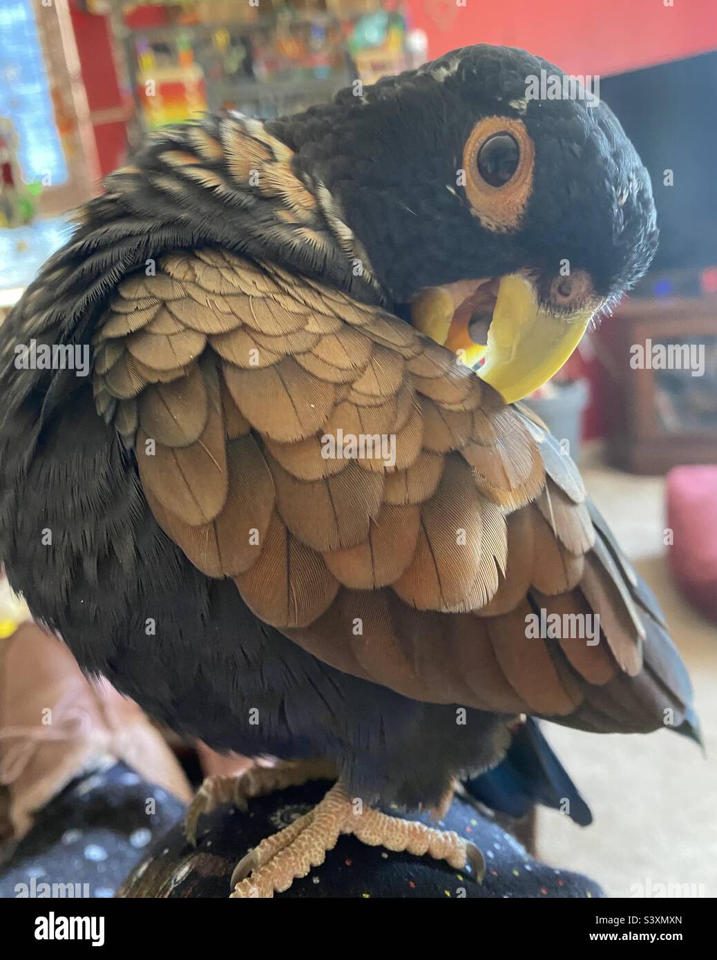 Bronze winged pionus hi-res stock photography and images - Alamy