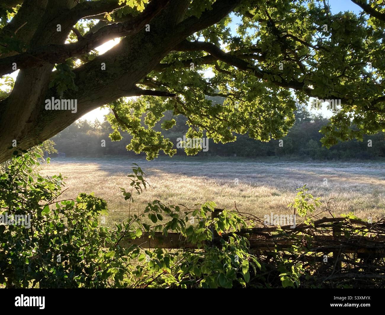 Dutch heather field hi-res stock photography and images - Alamy