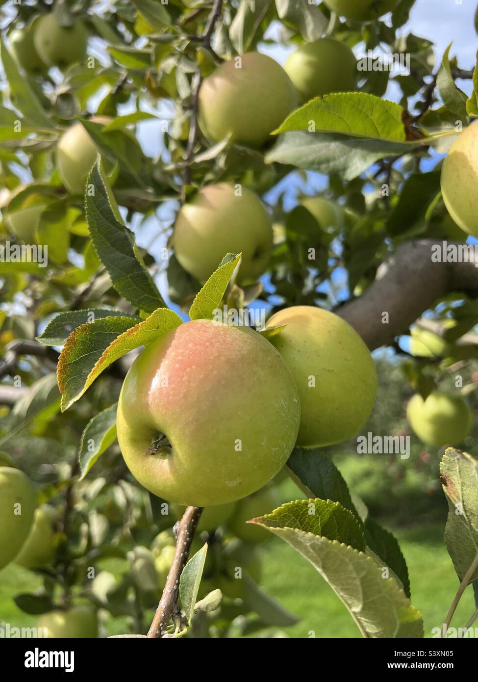 Apple farm hi-res stock photography and images - Alamy
