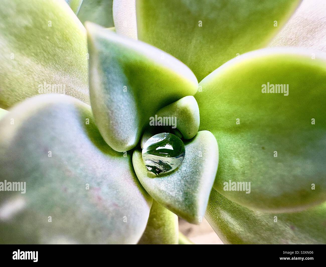 Fat plants hi-res stock photography and images - Alamy