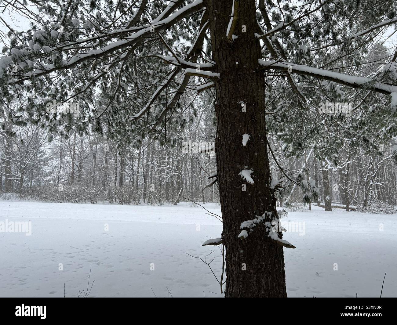 Tree limbs with snow hi-res stock photography and images - Alamy