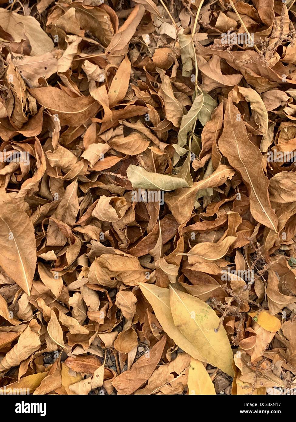 Pile of dried fallen leaves Stock Photo - Alamy