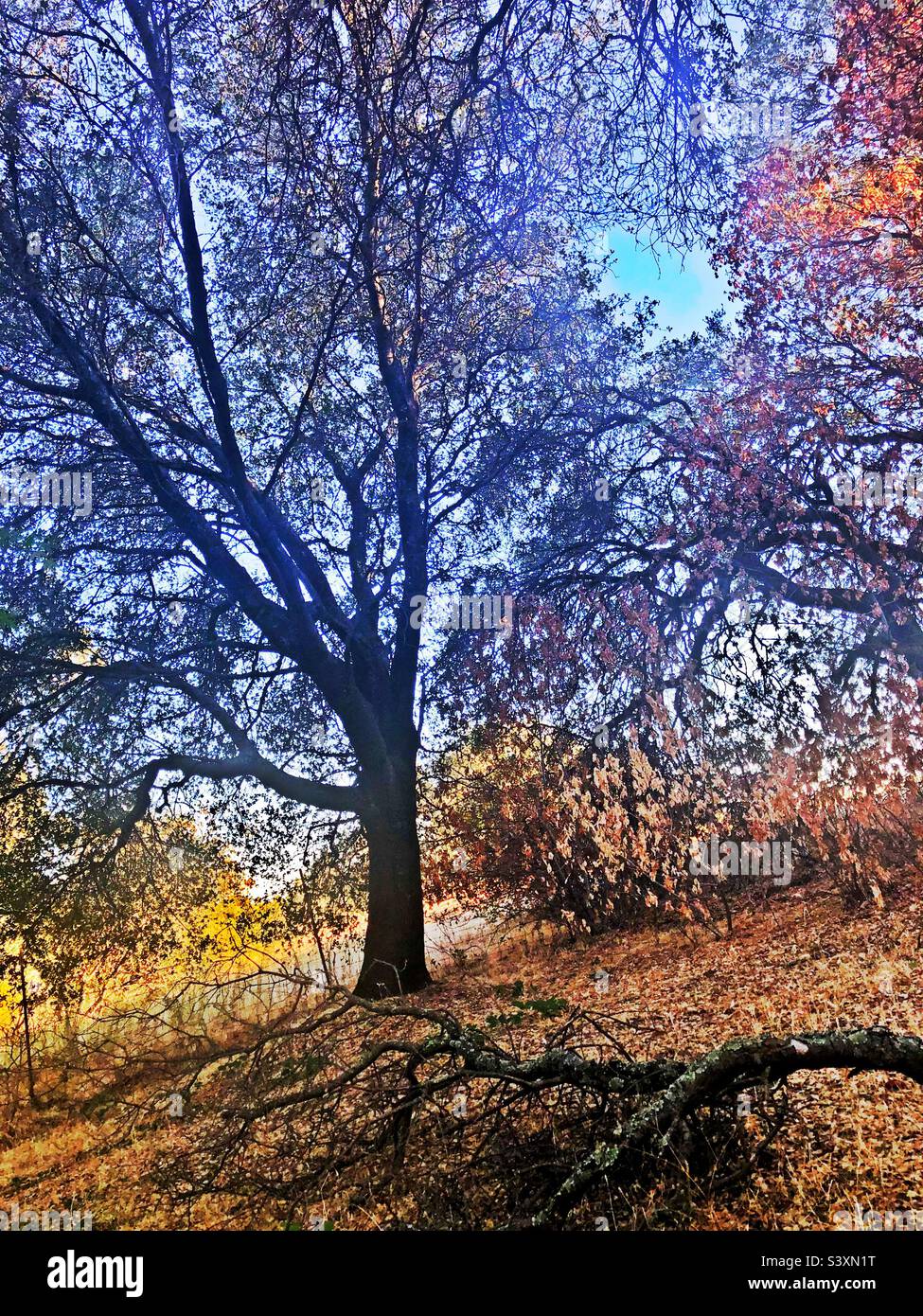 Bushy trees hi-res stock photography and images - Alamy