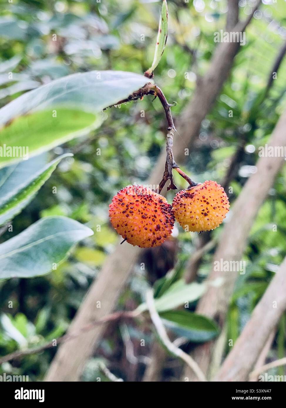 Arbutus unedo tree. Strawberry tree. Irish strawberry tree. Ericaceae ...