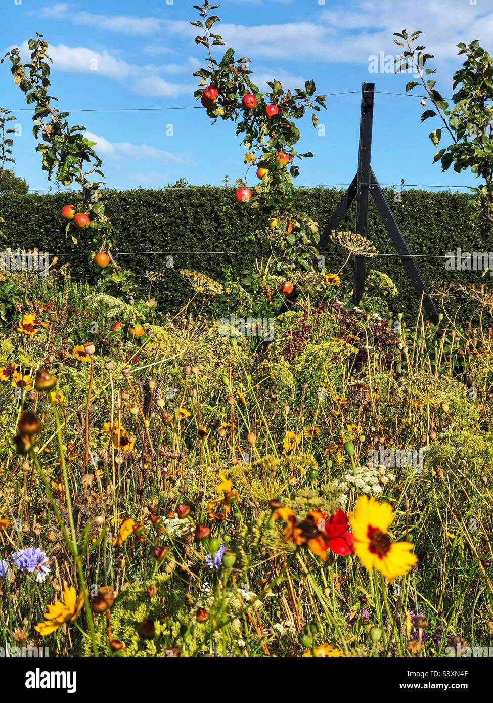Ripening grasses hi-res stock photography and images - Alamy