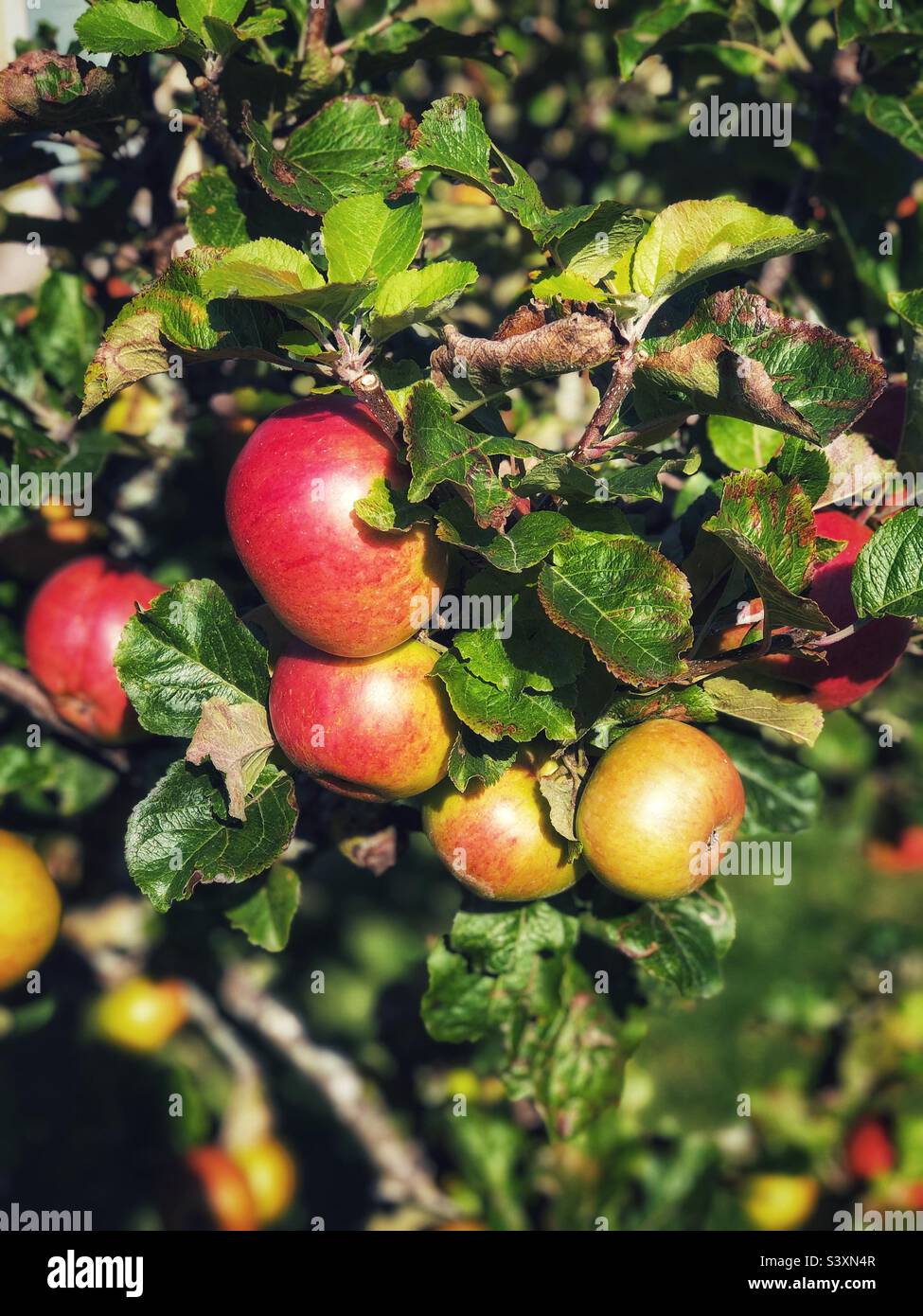 Red crops hi-res stock photography and images - Alamy