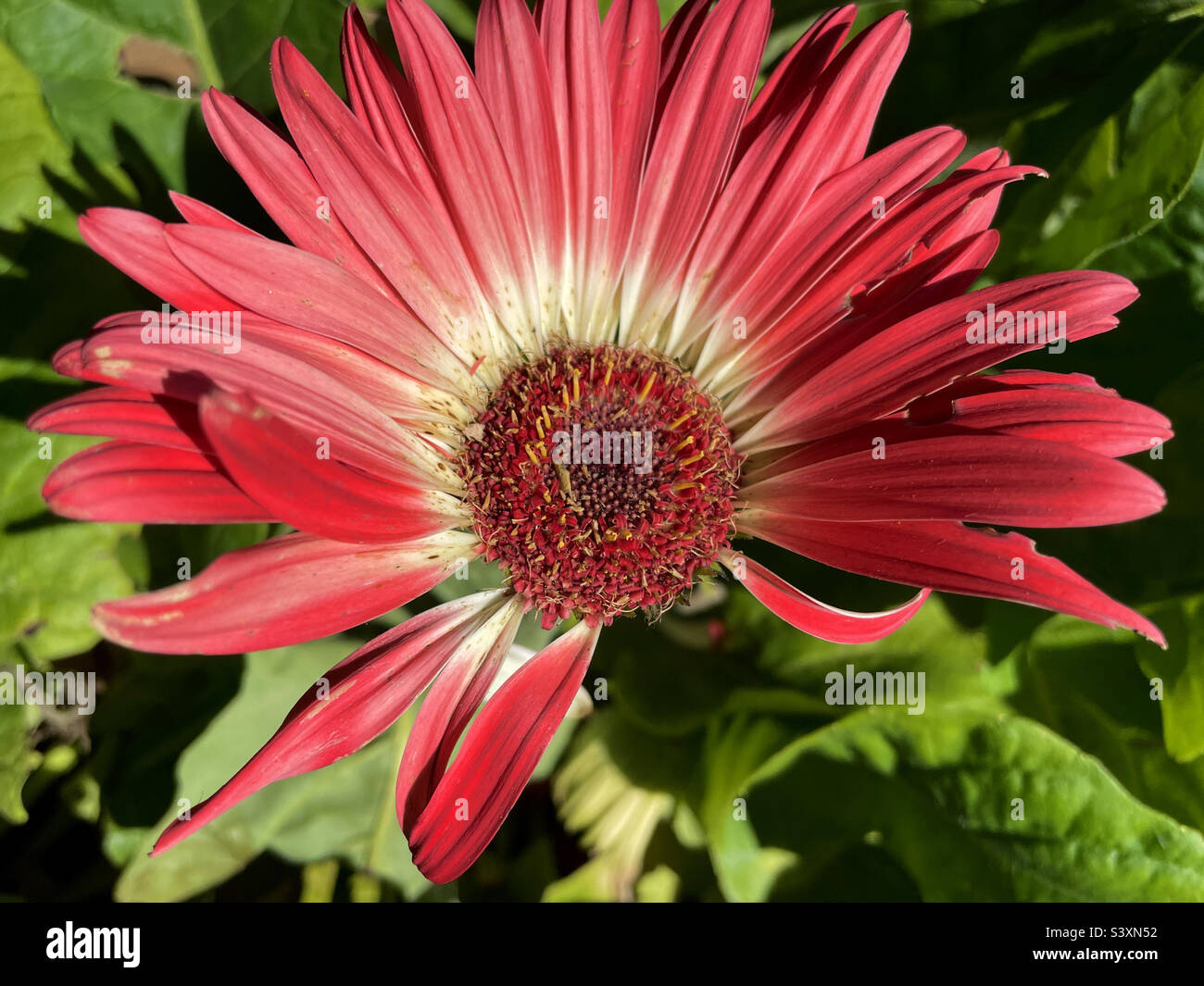 Fading bloom hi-res stock photography and images - Alamy