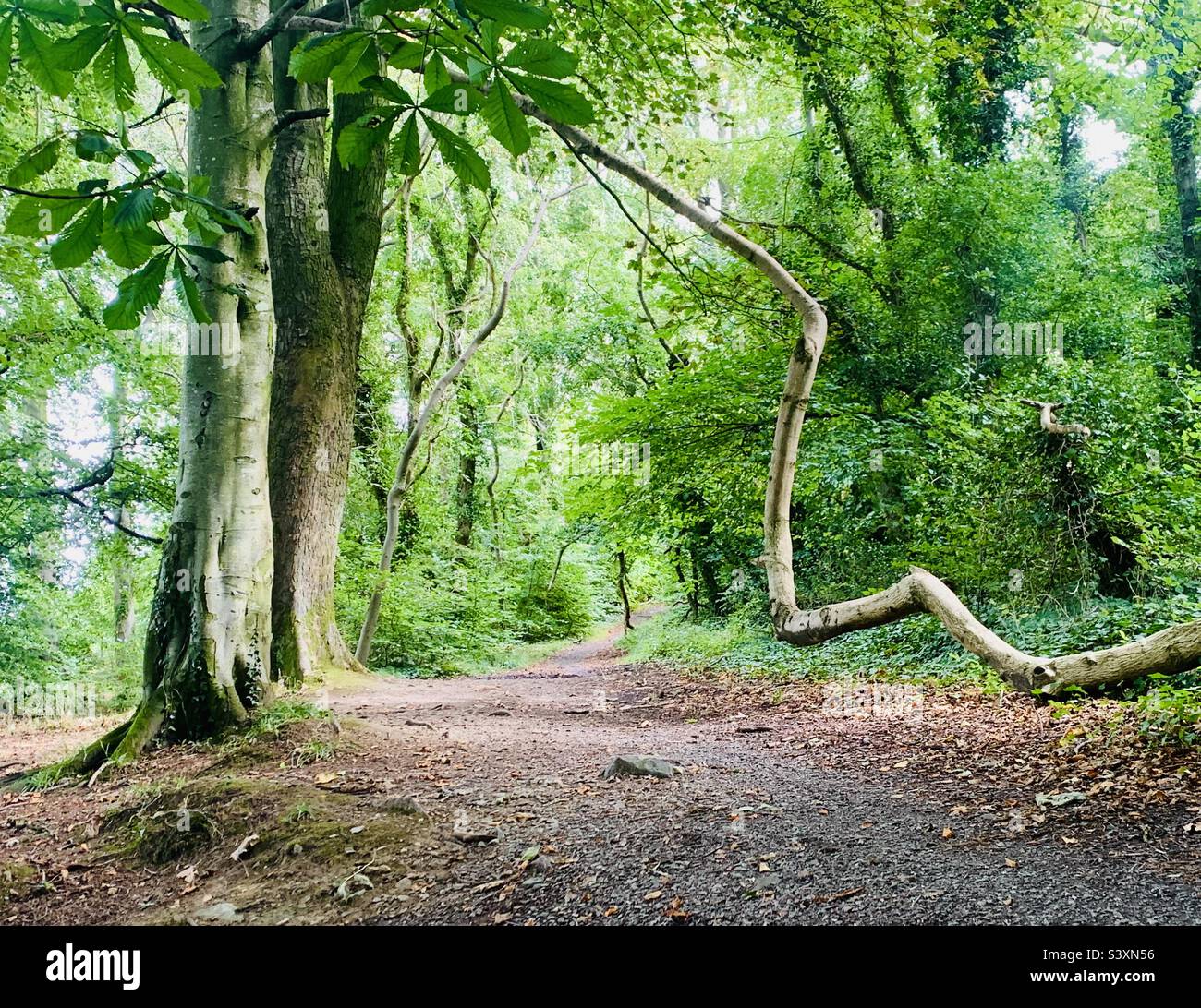 Beautiful forest path hi-res stock photography and images - Alamy