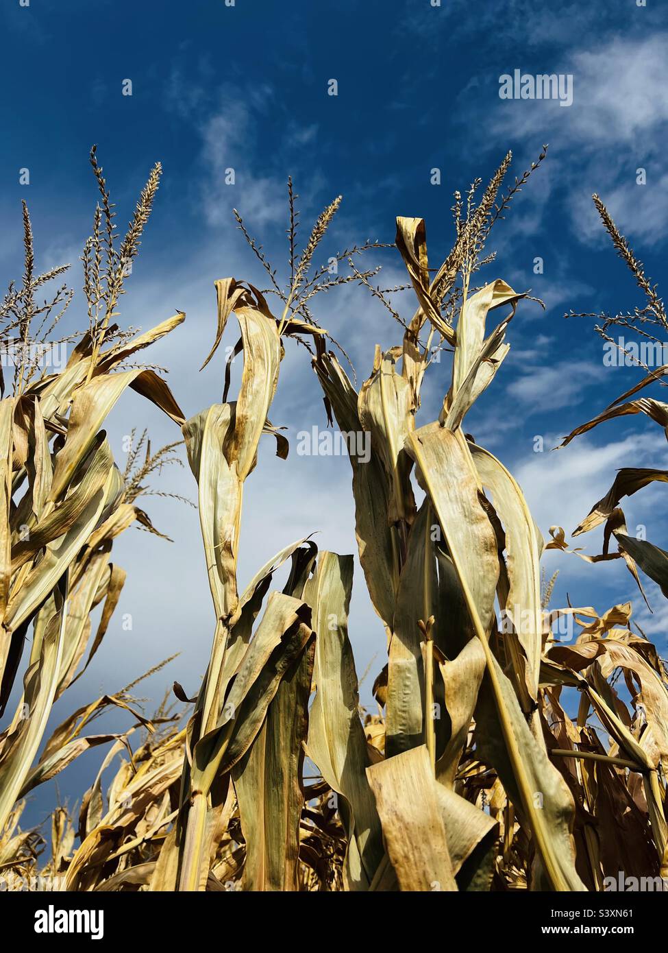 Corn belt hi-res stock photography and images - Alamy