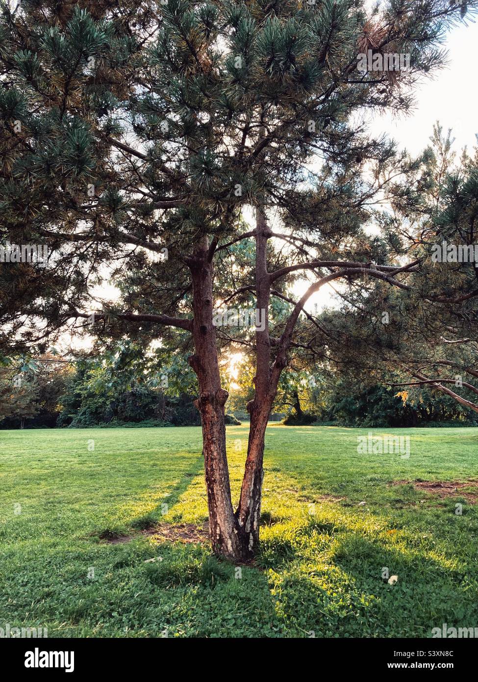 A tree with a forked trunk with the sun shining through in the Park am ...