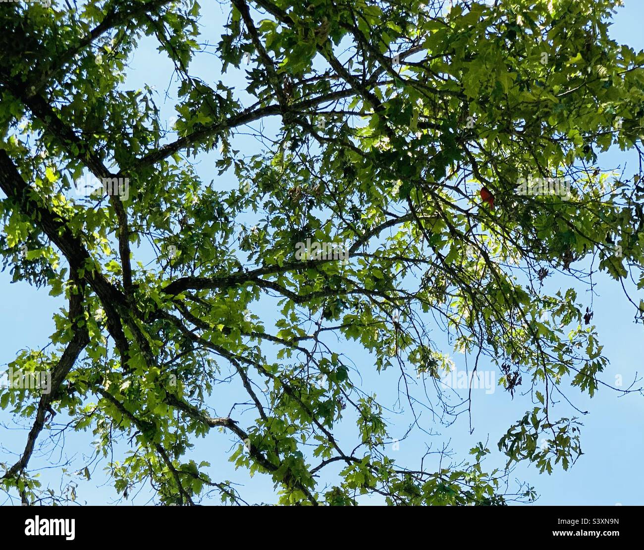 Oak trees oaks hi-res stock photography and images - Alamy
