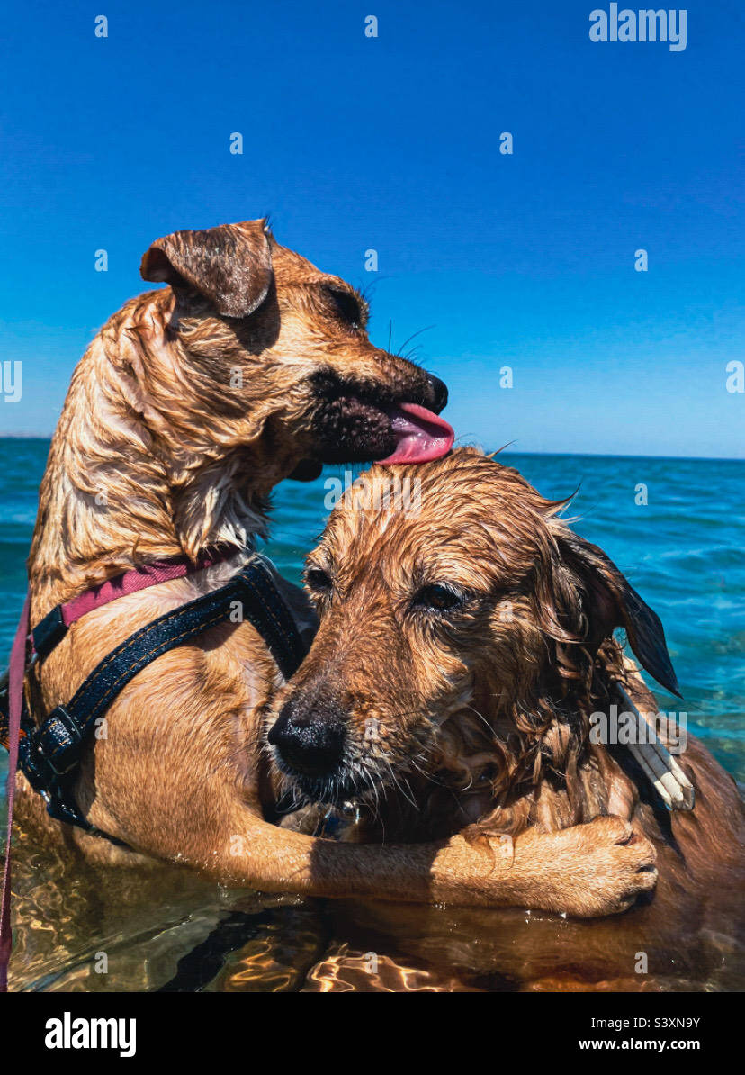 Animal hugging hi-res stock photography and images - Alamy