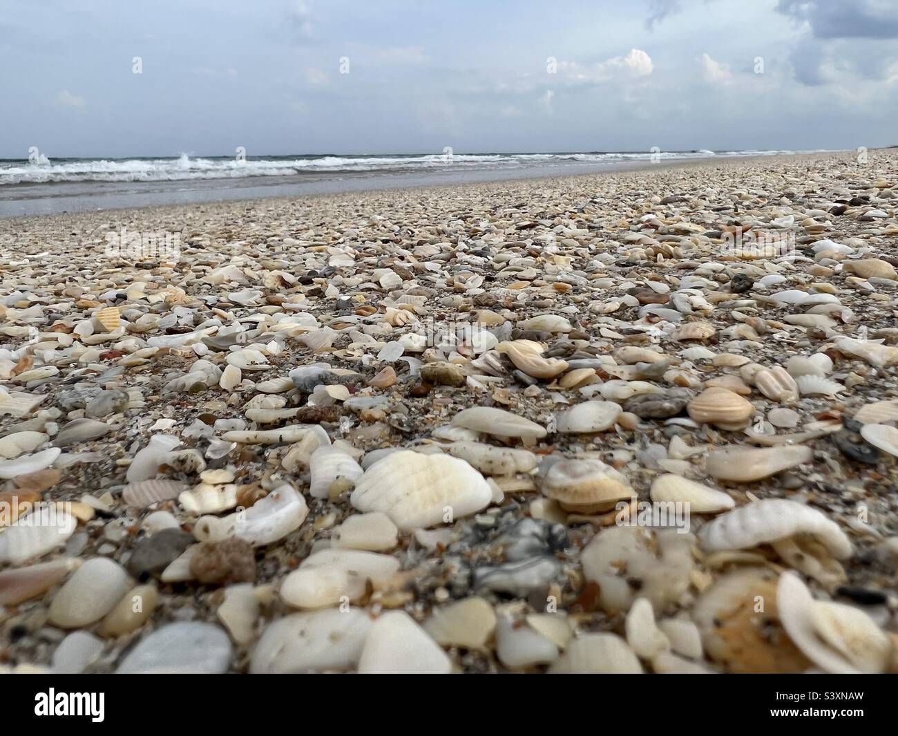 Florida beach shells hi-res stock photography and images - Alamy