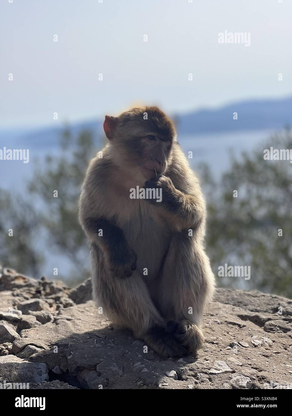 Monkeys of europe hi-res stock photography and images - Alamy
