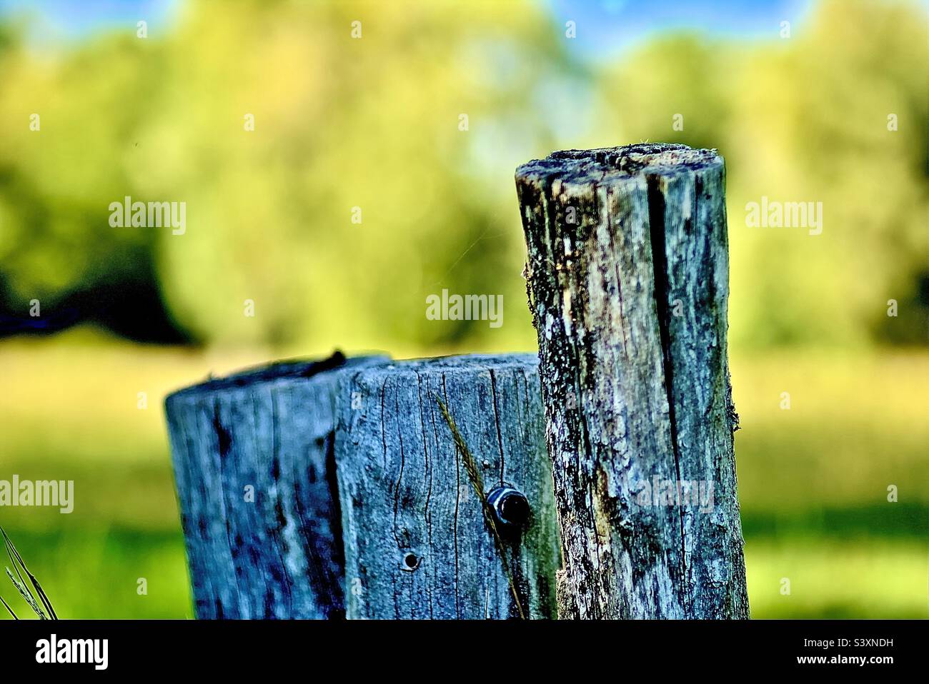 Tree stake hi-res stock photography and images - Alamy