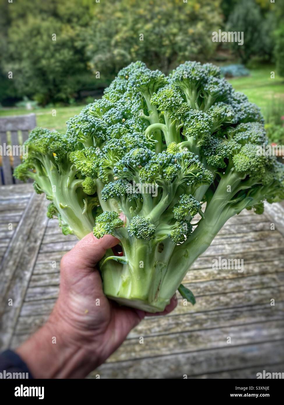 Head of Calabrese Stock Photo - Alamy