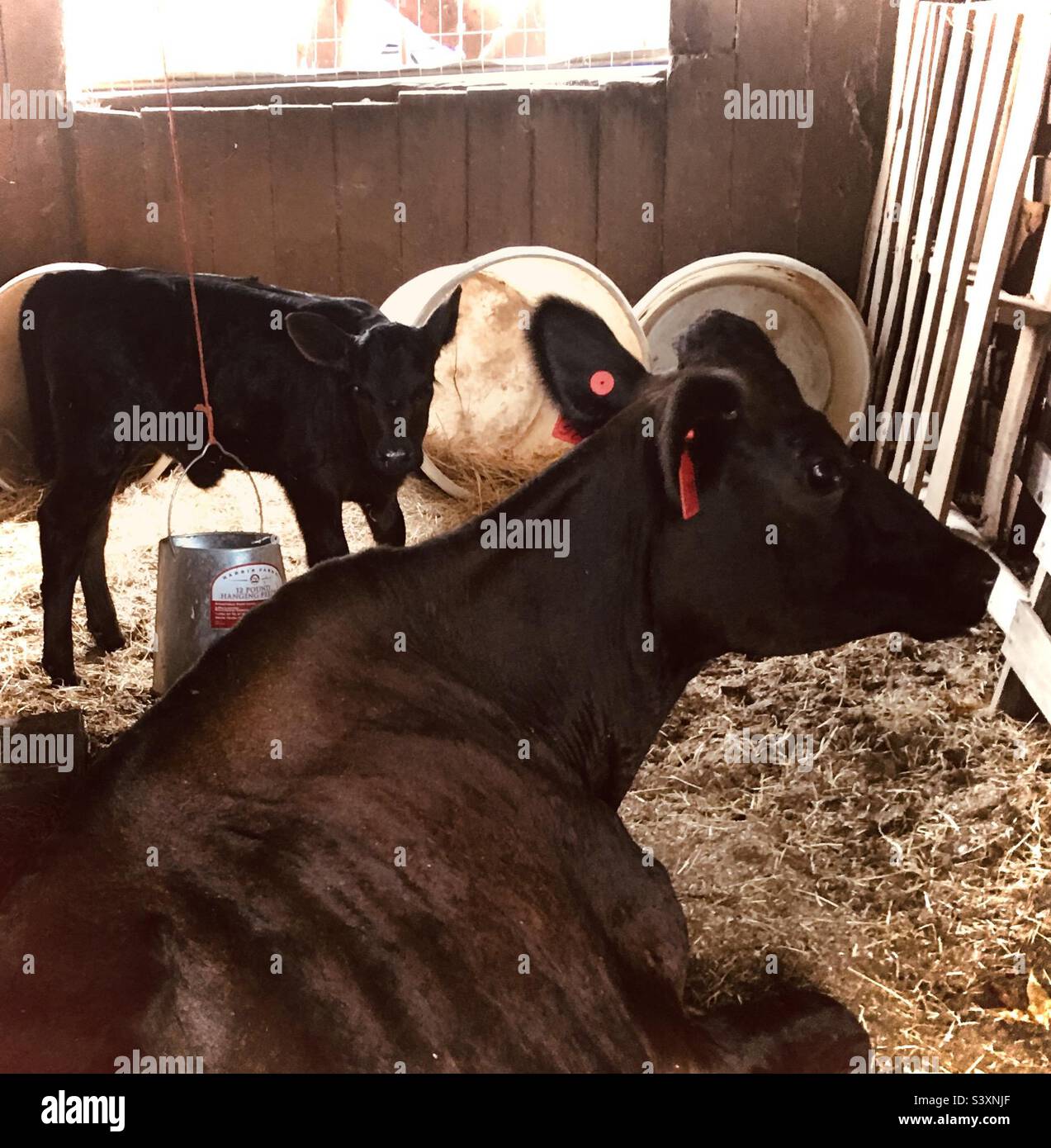 Newborn calf in shelter hi-res stock photography and images - Alamy