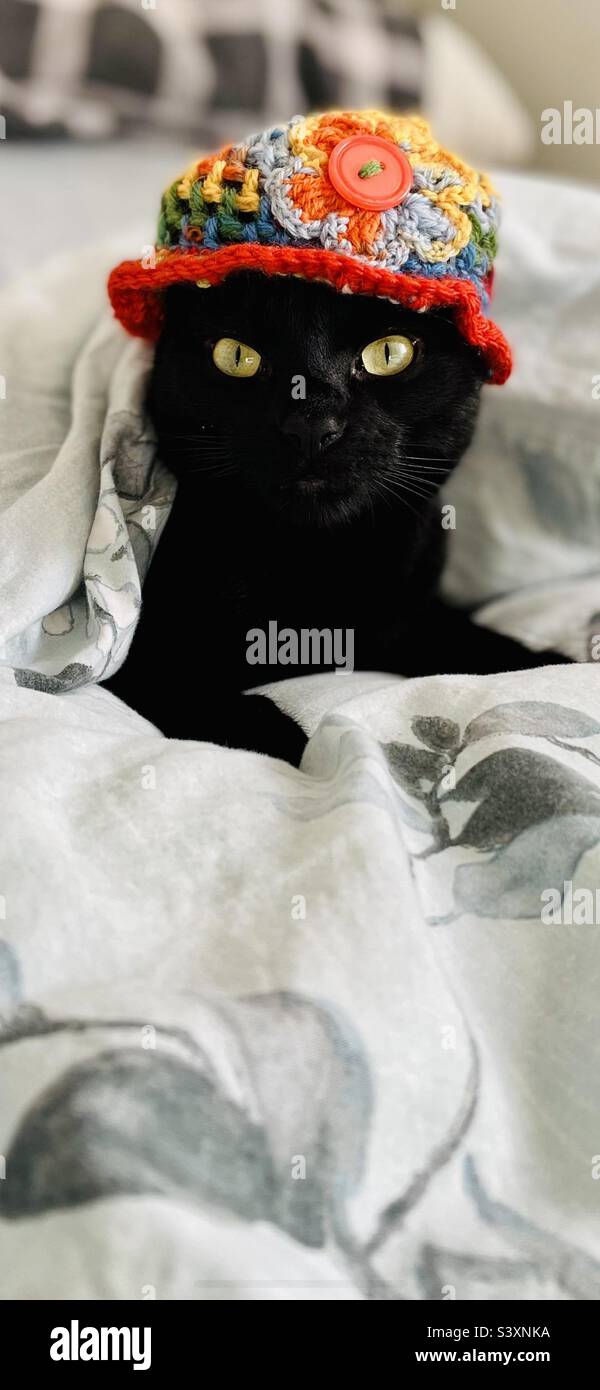 Knitted cat hi-res stock photography and images - Alamy