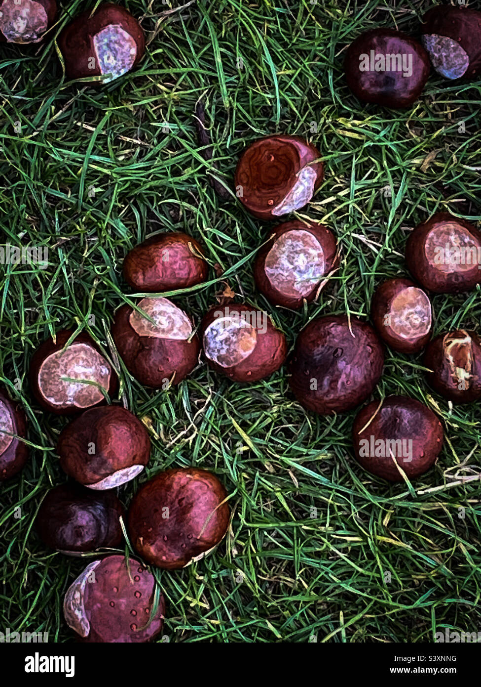 Conkers from a horse chestnut tree hi-res stock photography and images ...