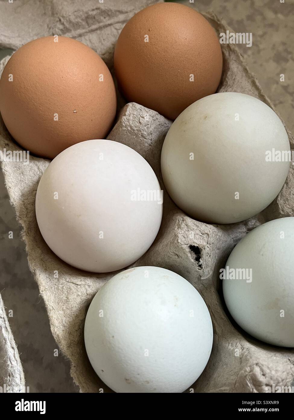 Hen, Duck and Blue Legbar Eggs in egg box Stock Photo - Alamy