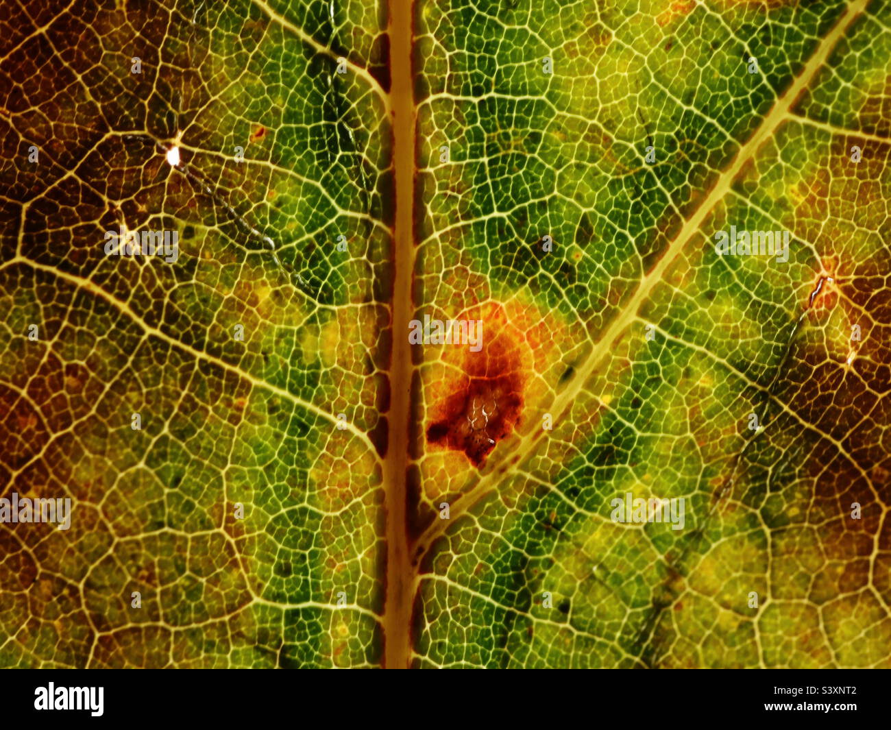 Oak aging hi-res stock photography and images - Alamy