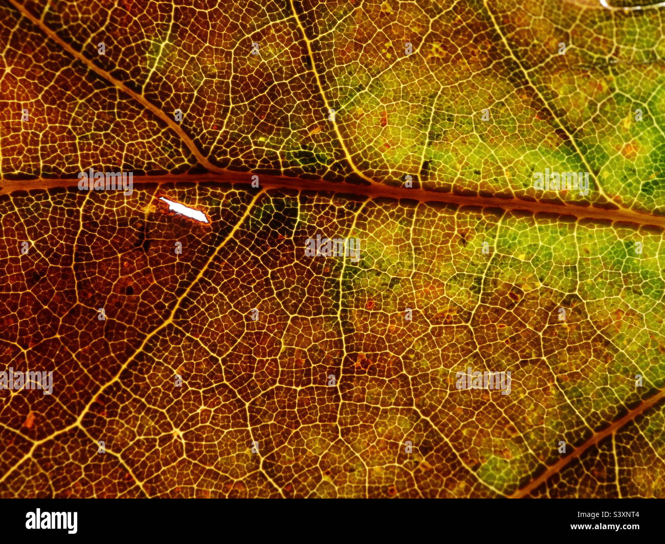 Aging leaf hi-res stock photography and images - Alamy