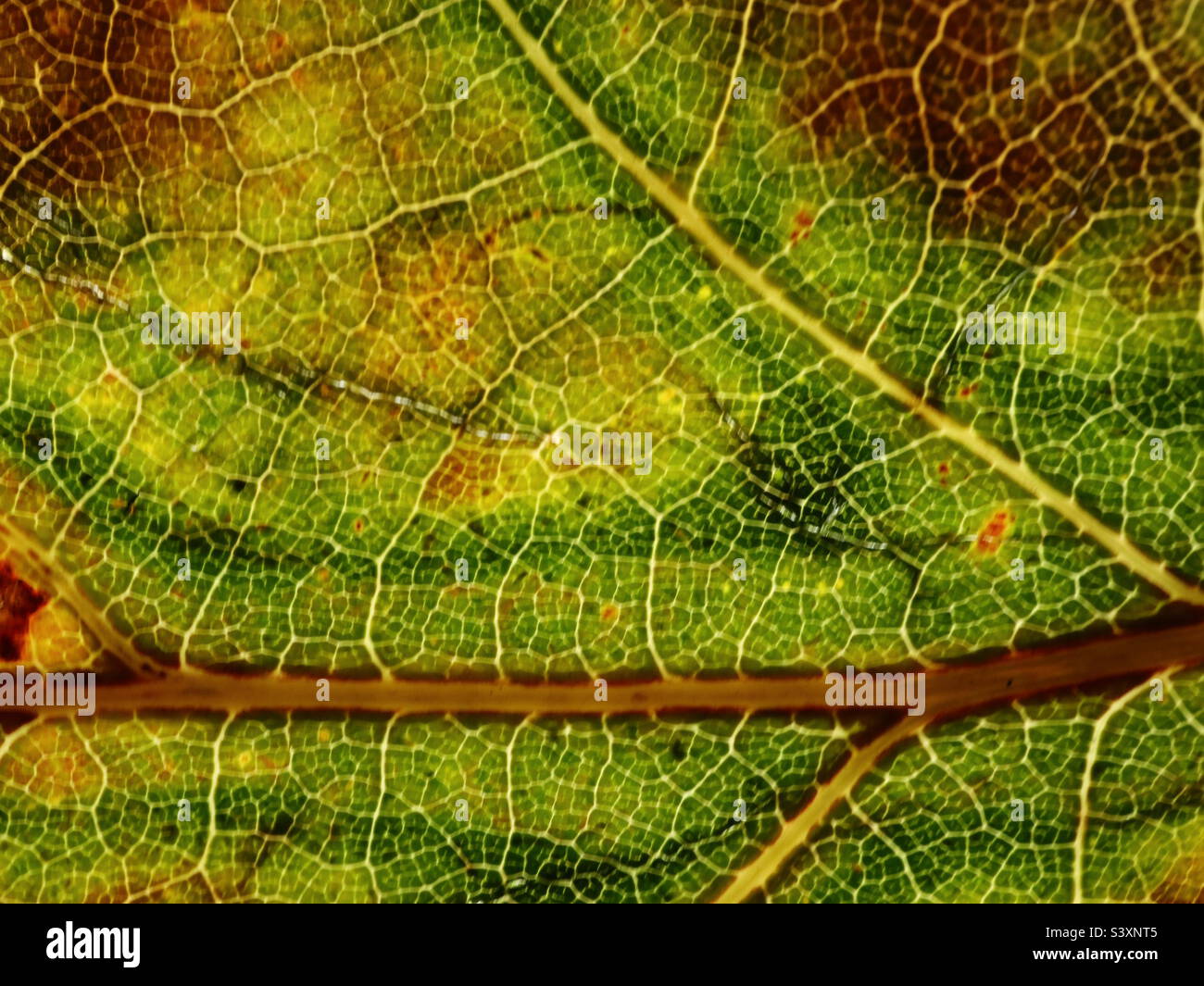Aging Red Oak Leaf Stock Photo - Alamy