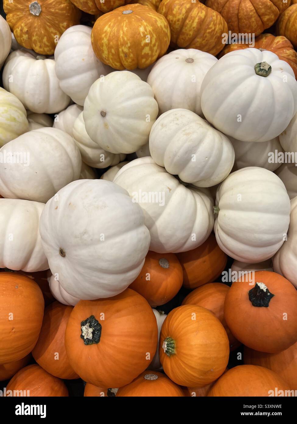Jack be little squash hi-res stock photography and images - Alamy