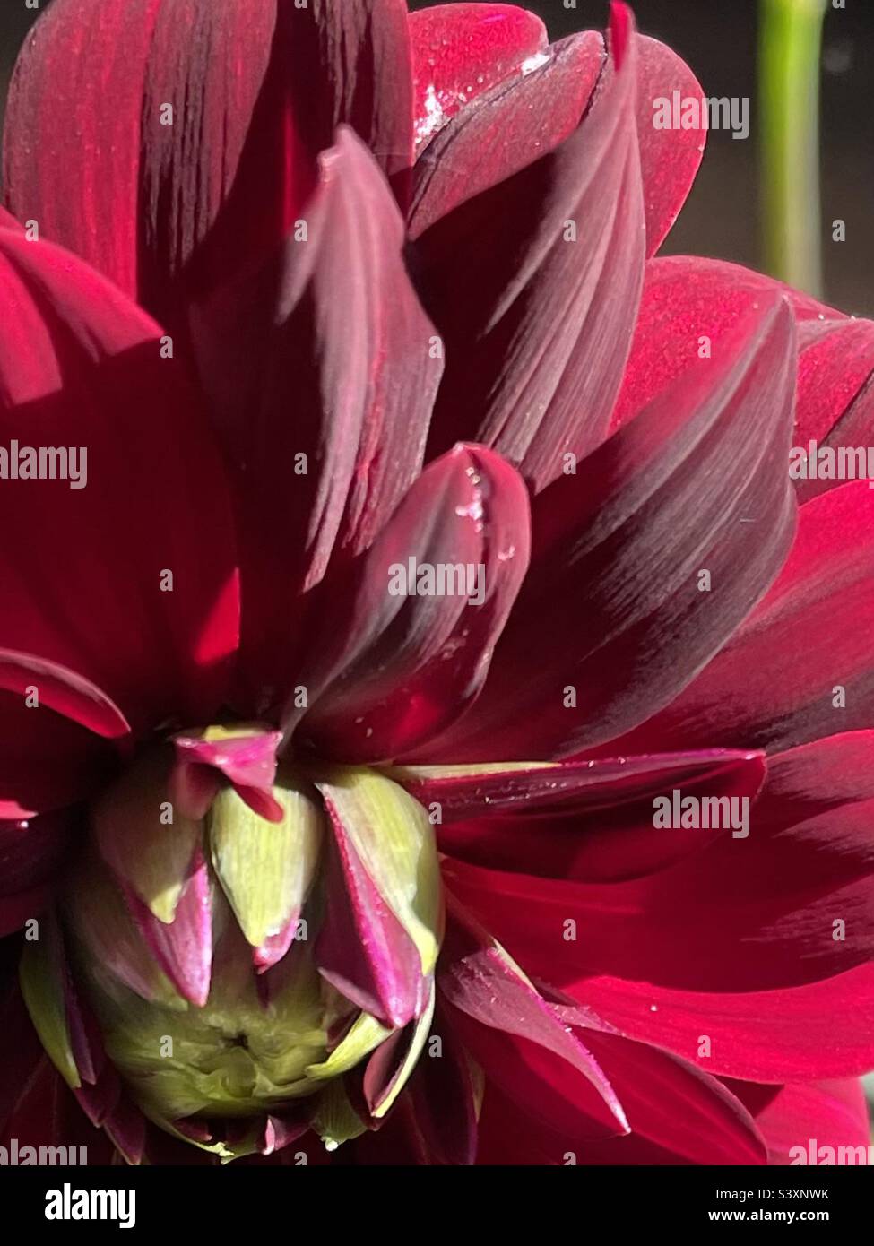 New bloom hi-res stock photography and images - Alamy