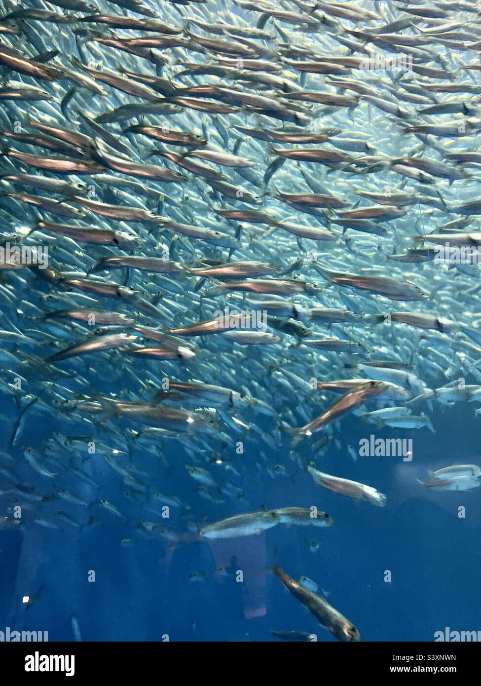 Underwater Tornado Fish