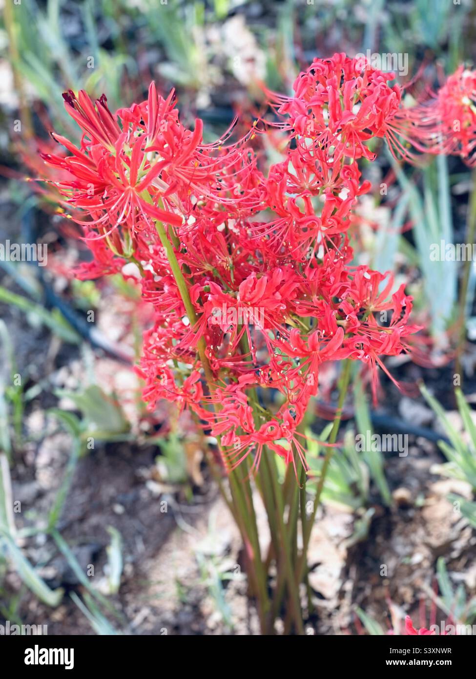 Red spider lily flower hi-res stock photography and images - Alamy