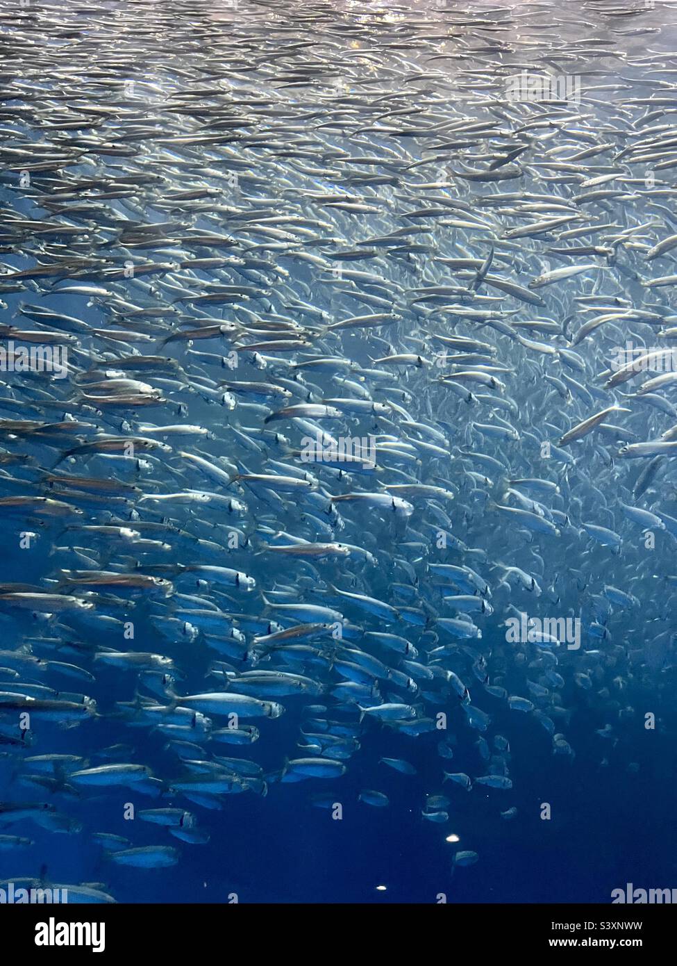 Tornado of sardines hi-res stock photography and images - Alamy