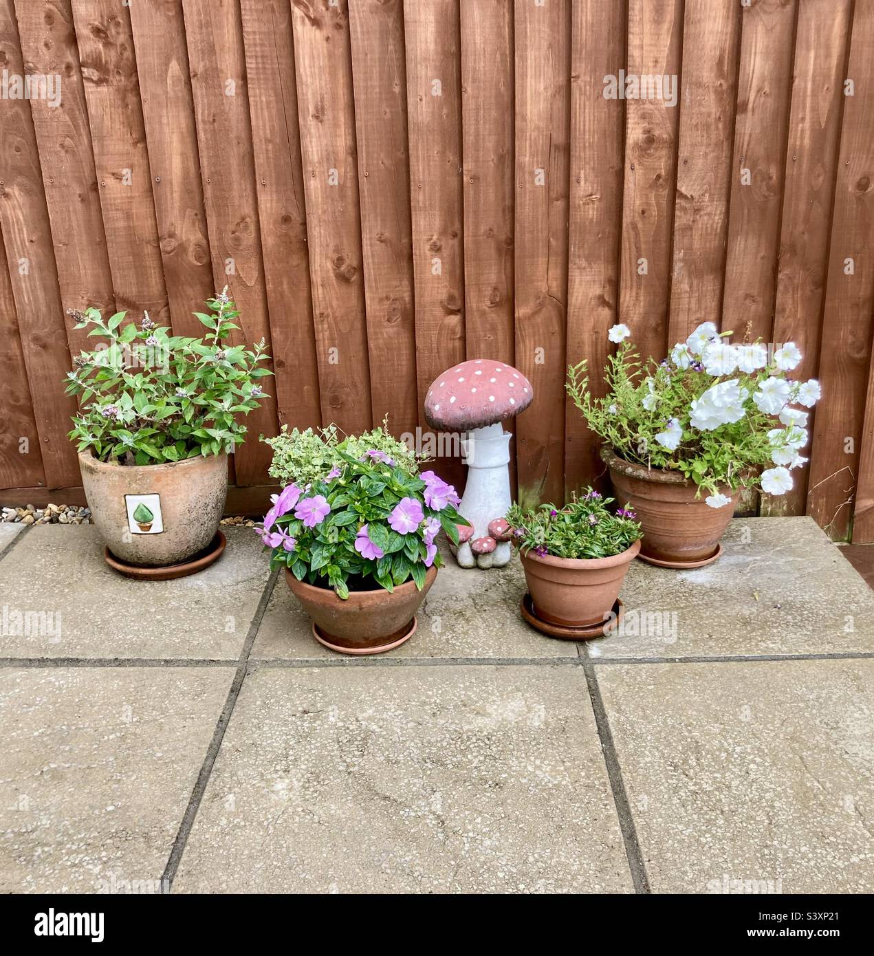 Pretty plant hi-res stock photography and images - Alamy