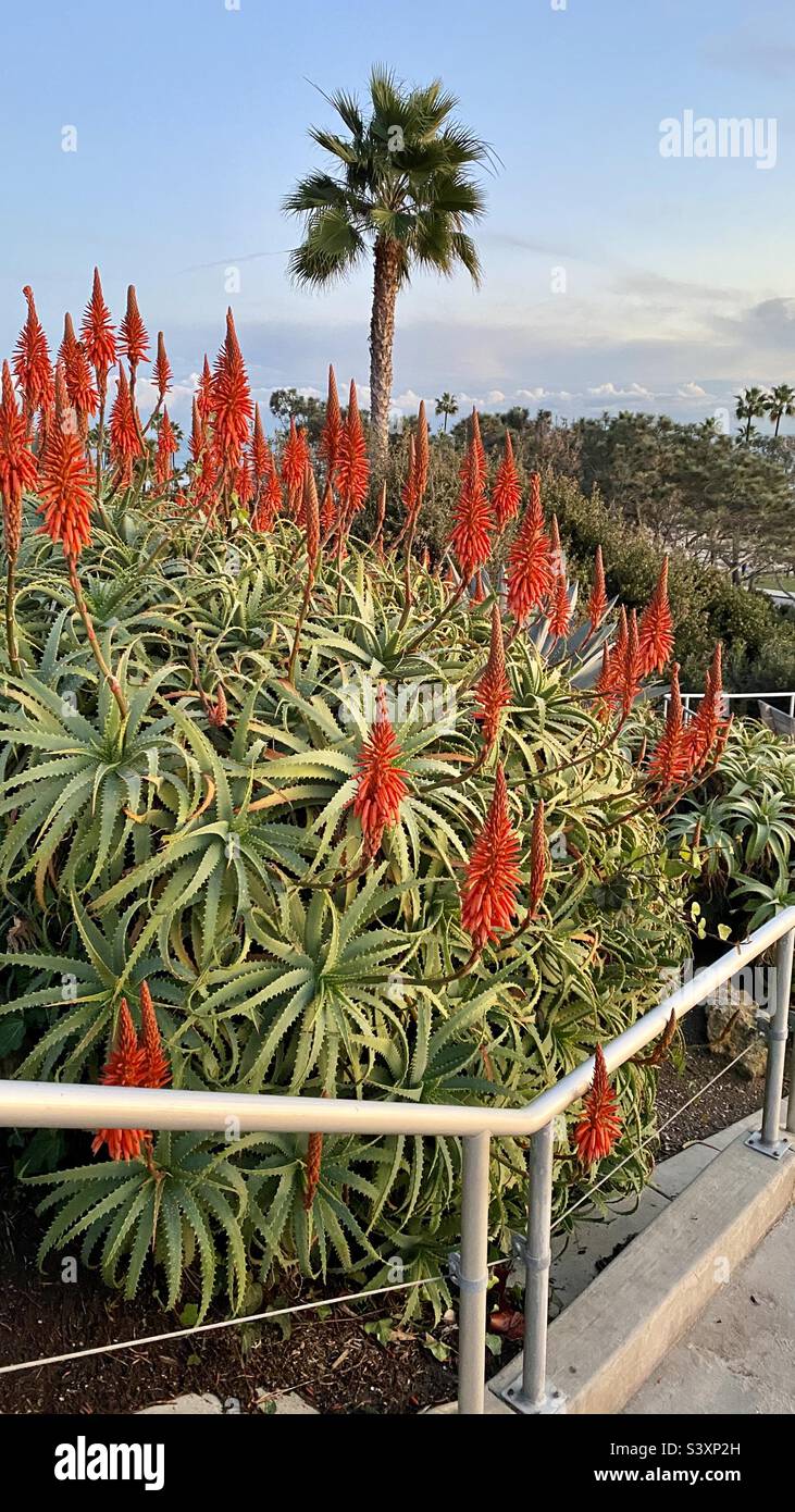 California flowers hi-res stock photography and images - Alamy