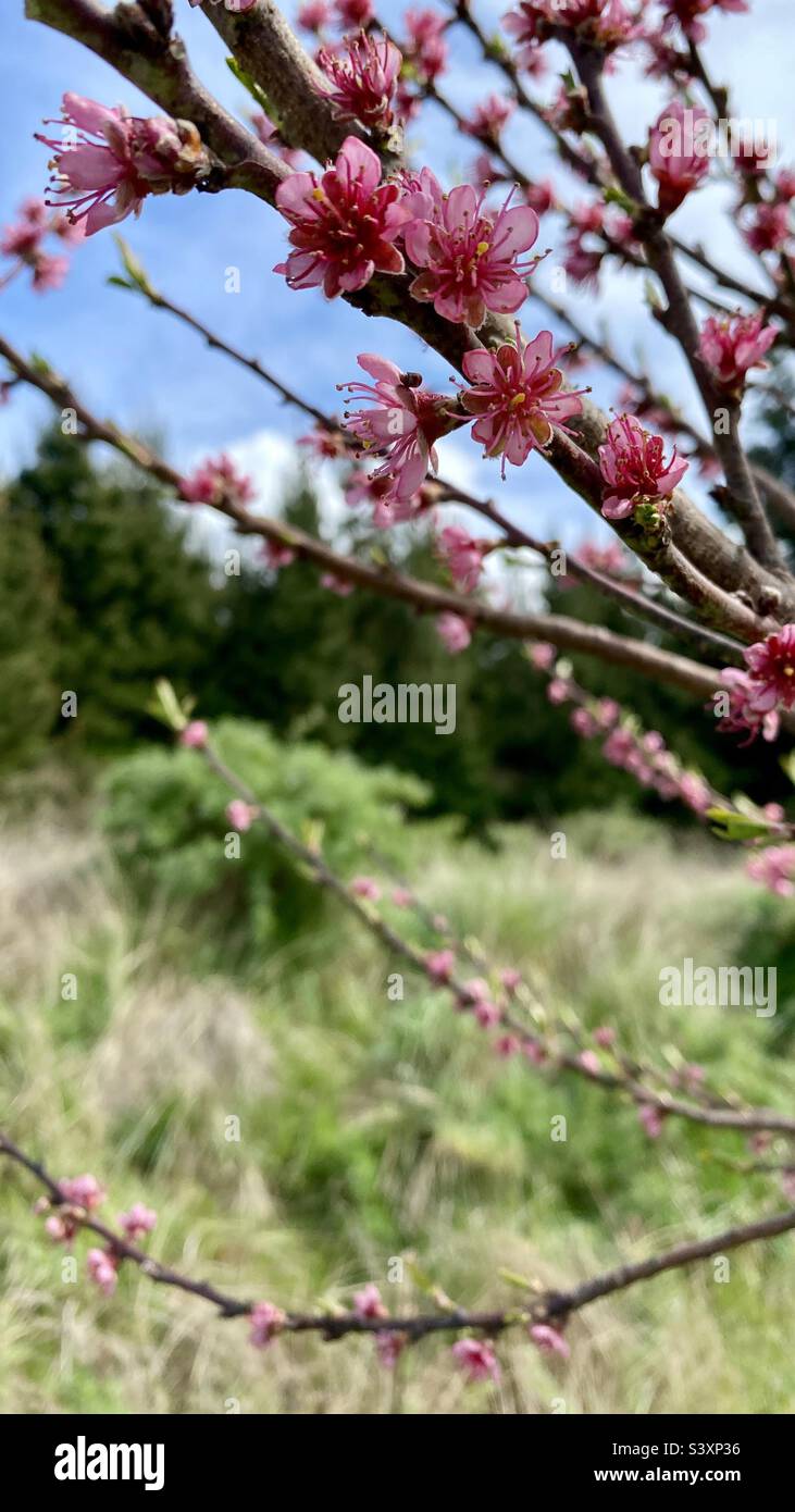 Cherry_blossom hi-res stock photography and images - Alamy