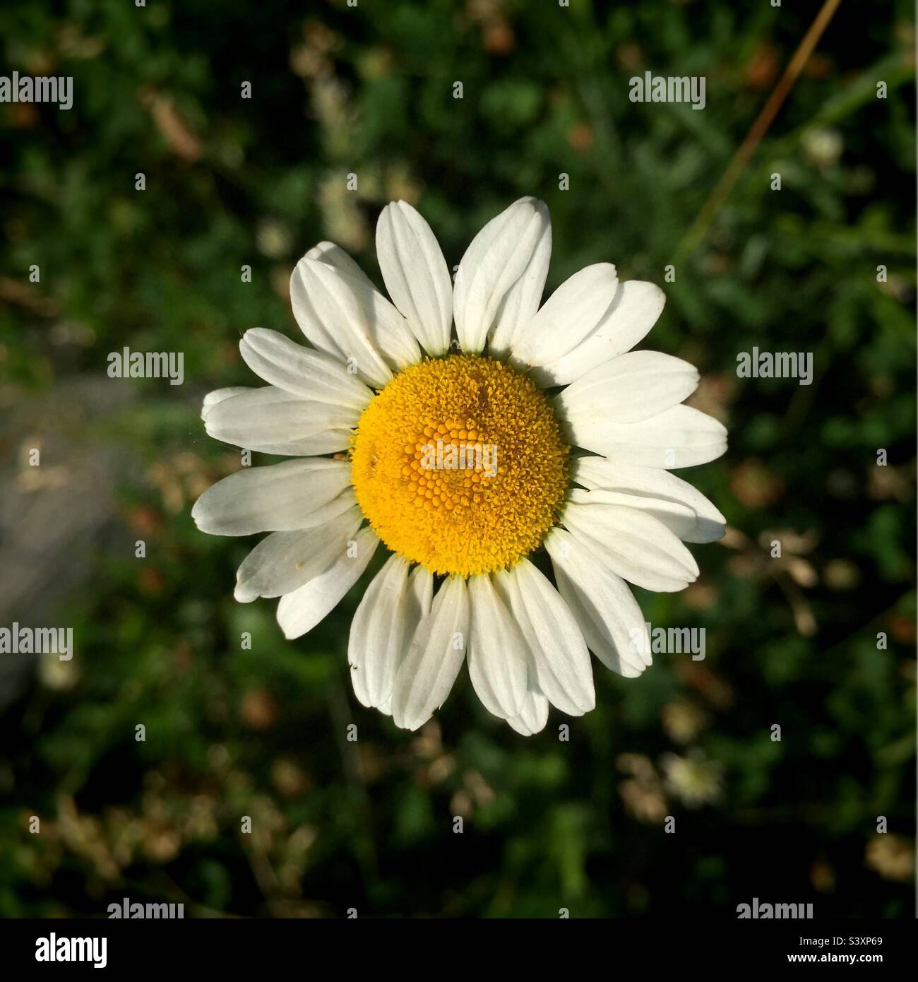 Flower from above hi-res stock photography and images - Alamy