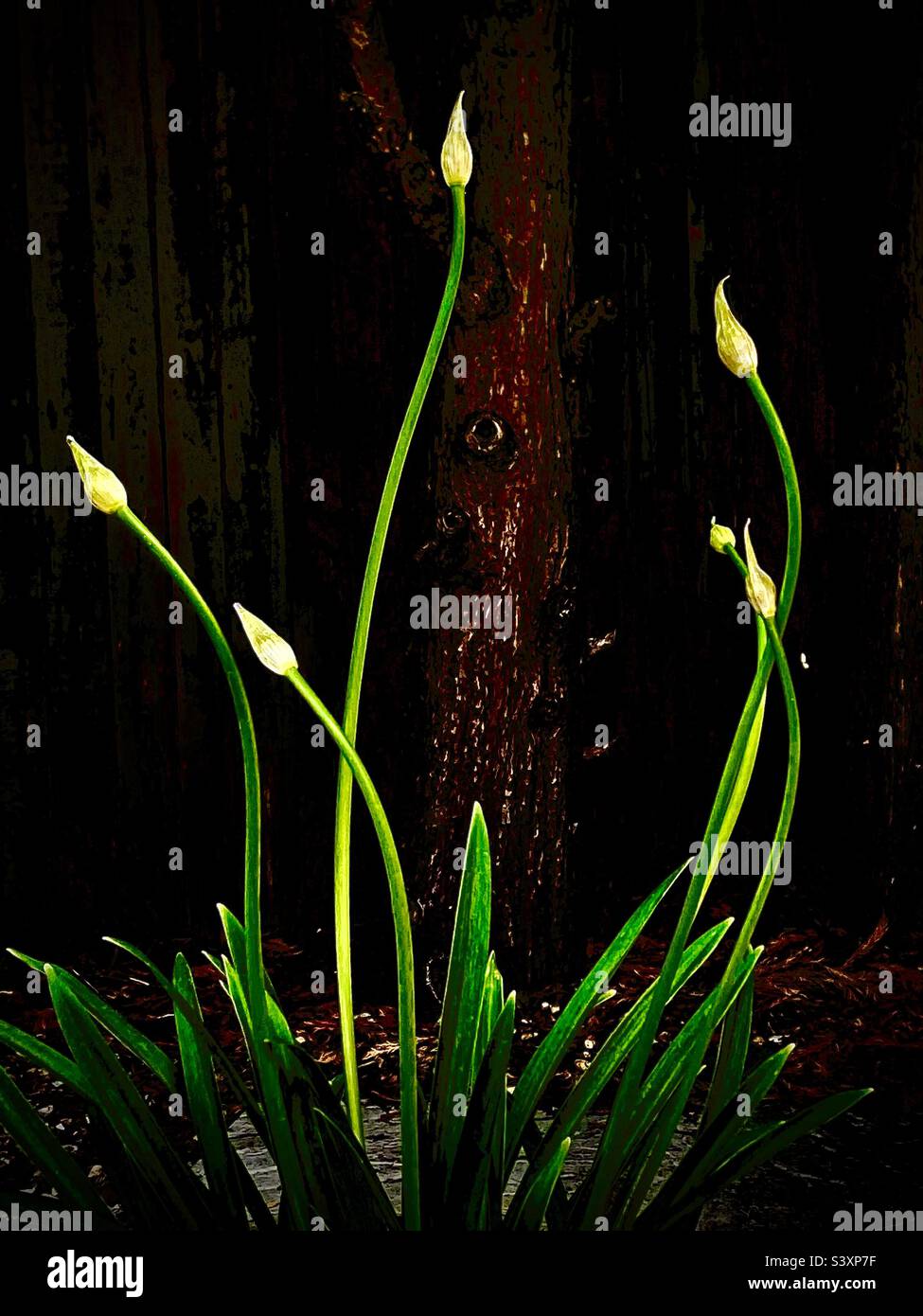 Bending stems hi-res stock photography and images - Alamy