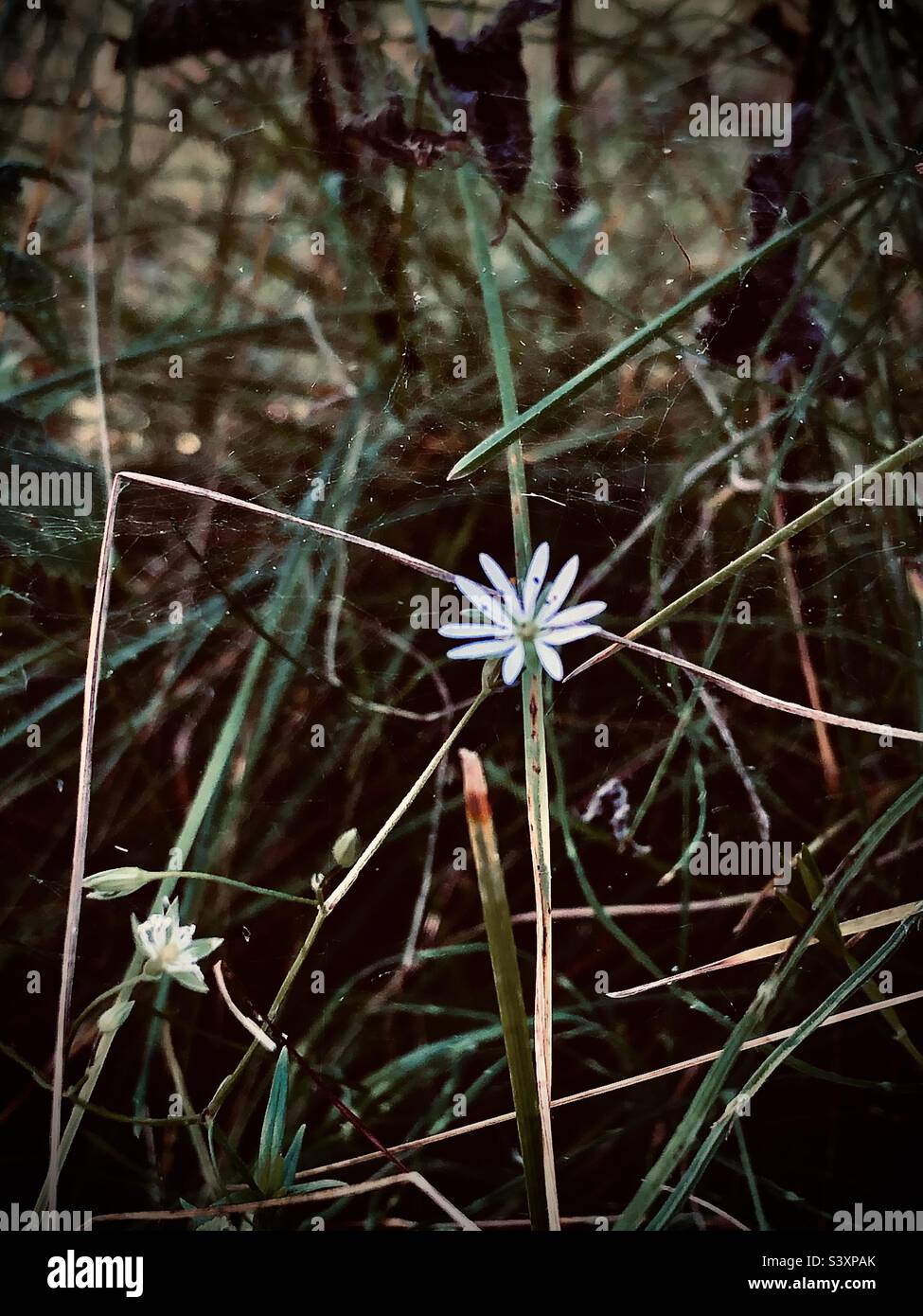 Big daisy hi-res stock photography and images - Alamy