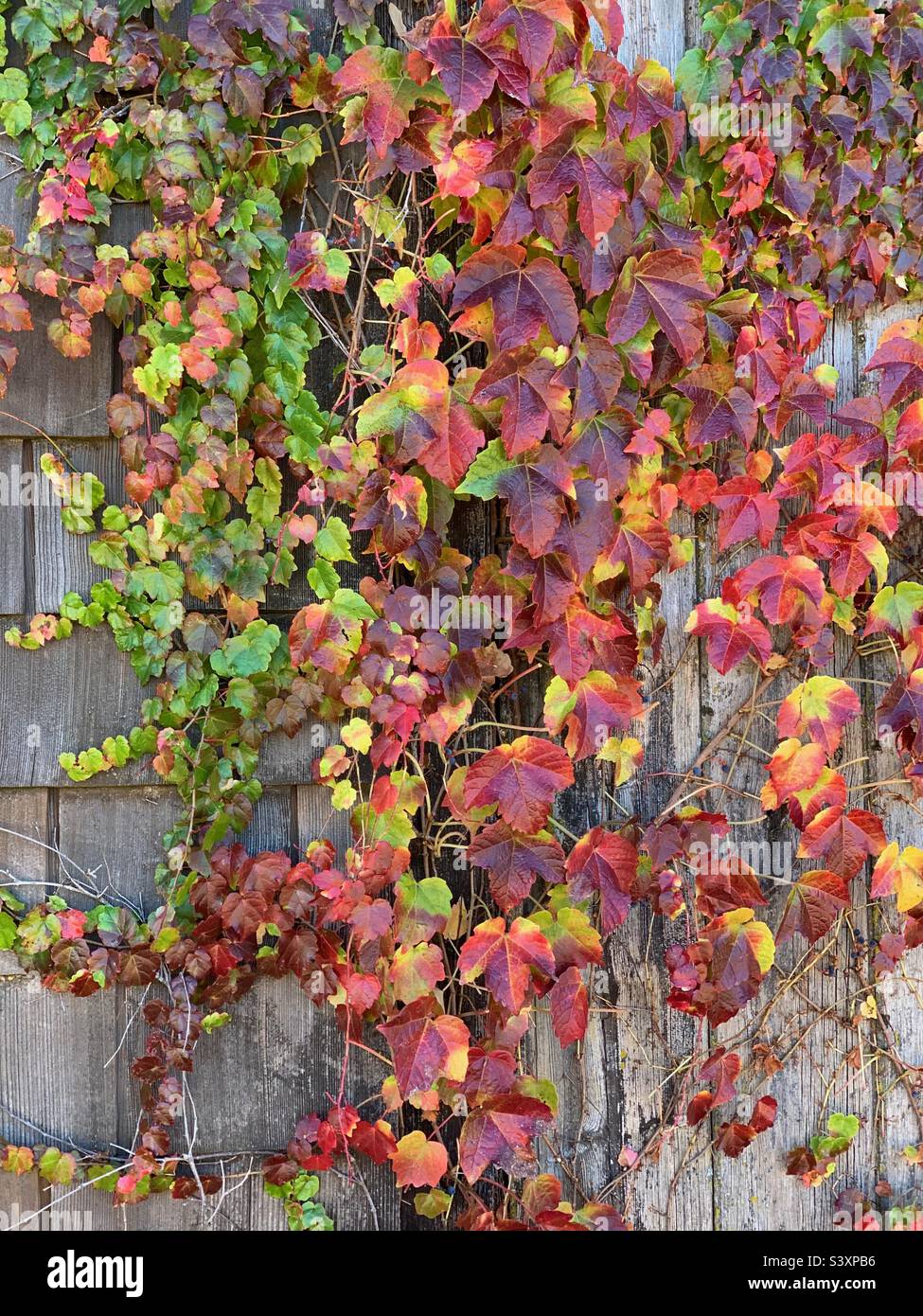 Growing with colors hi-res stock photography and images - Alamy