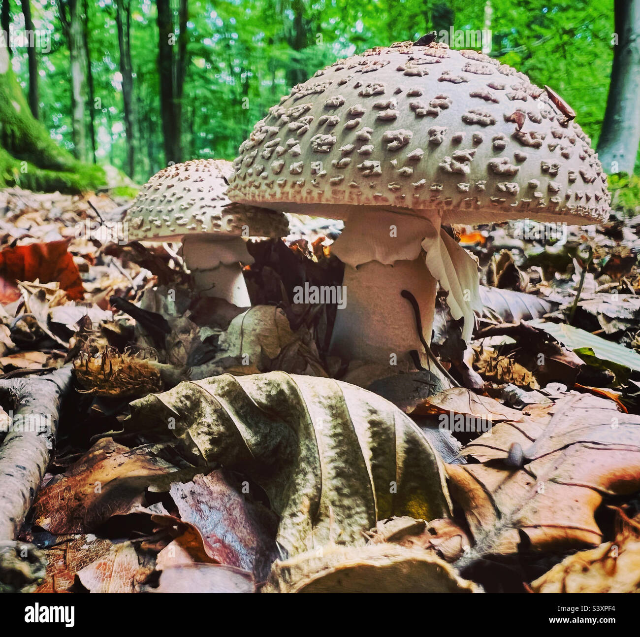 Shaded fungi hi-res stock photography and images - Alamy