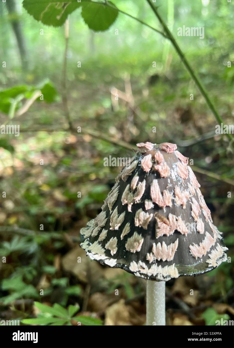 Magpie ink cap hi-res stock photography and images - Alamy