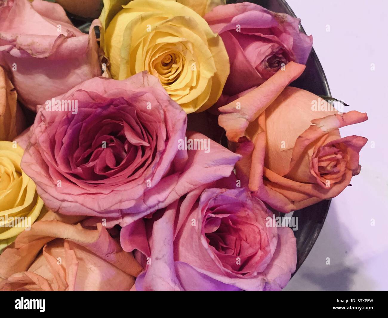 Beautiful, bright bowl of roses Stock Photo - Alamy