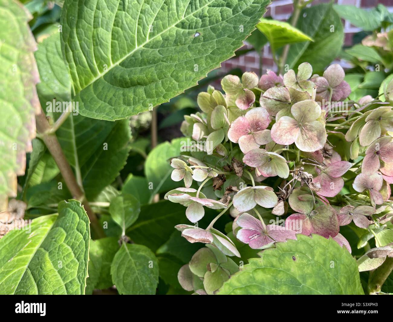 A pink and green hydrangea Stock Photo - Alamy