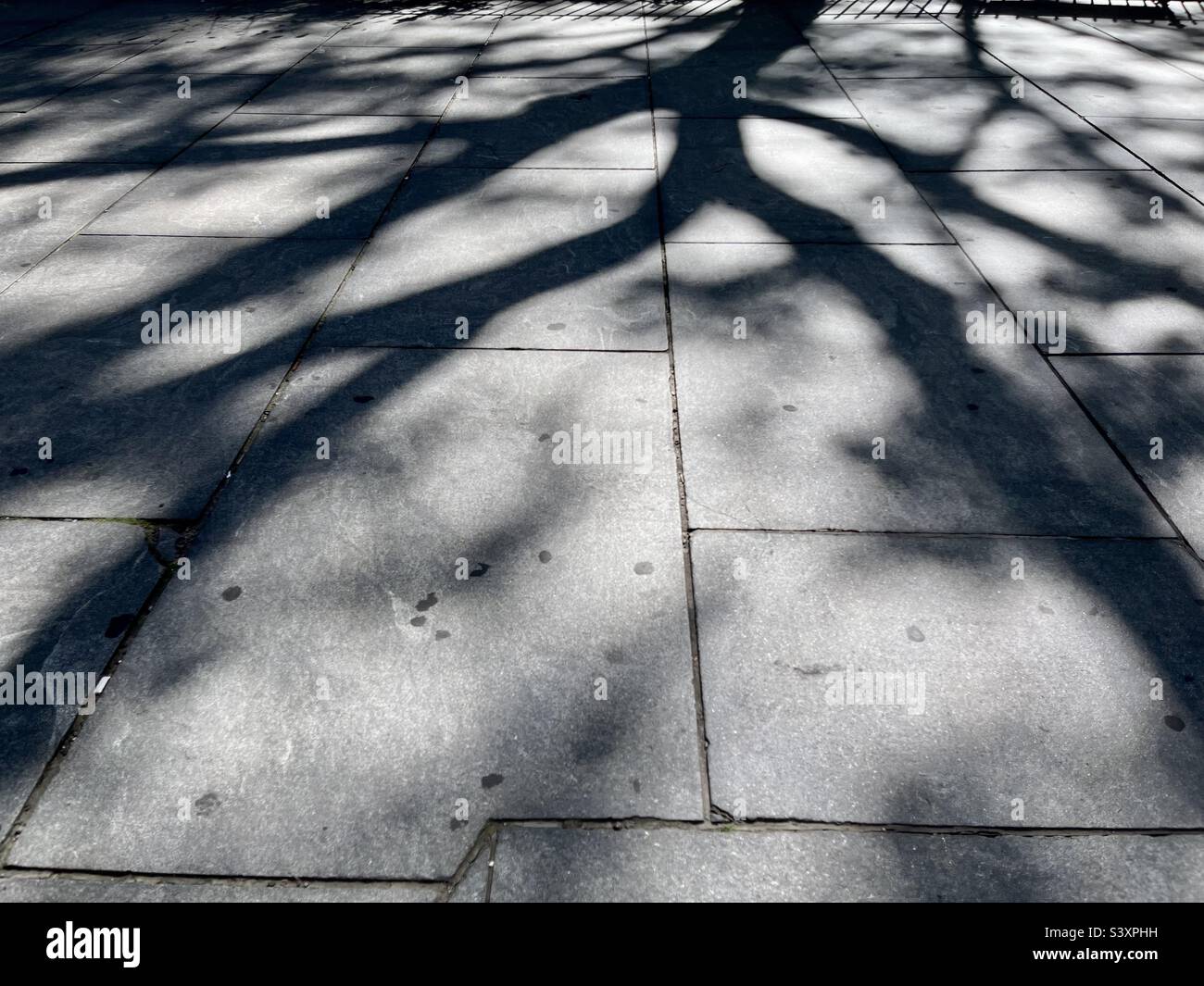 Shadow of the tree at NYC Stock Photo - Alamy