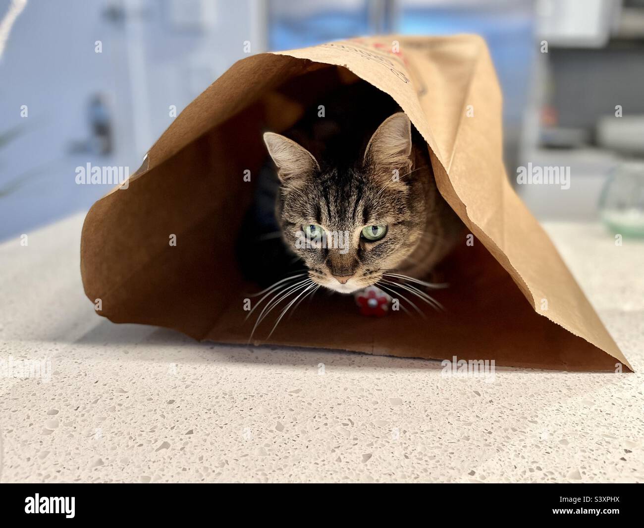 A cat in a paper bag Stock Photo - Alamy