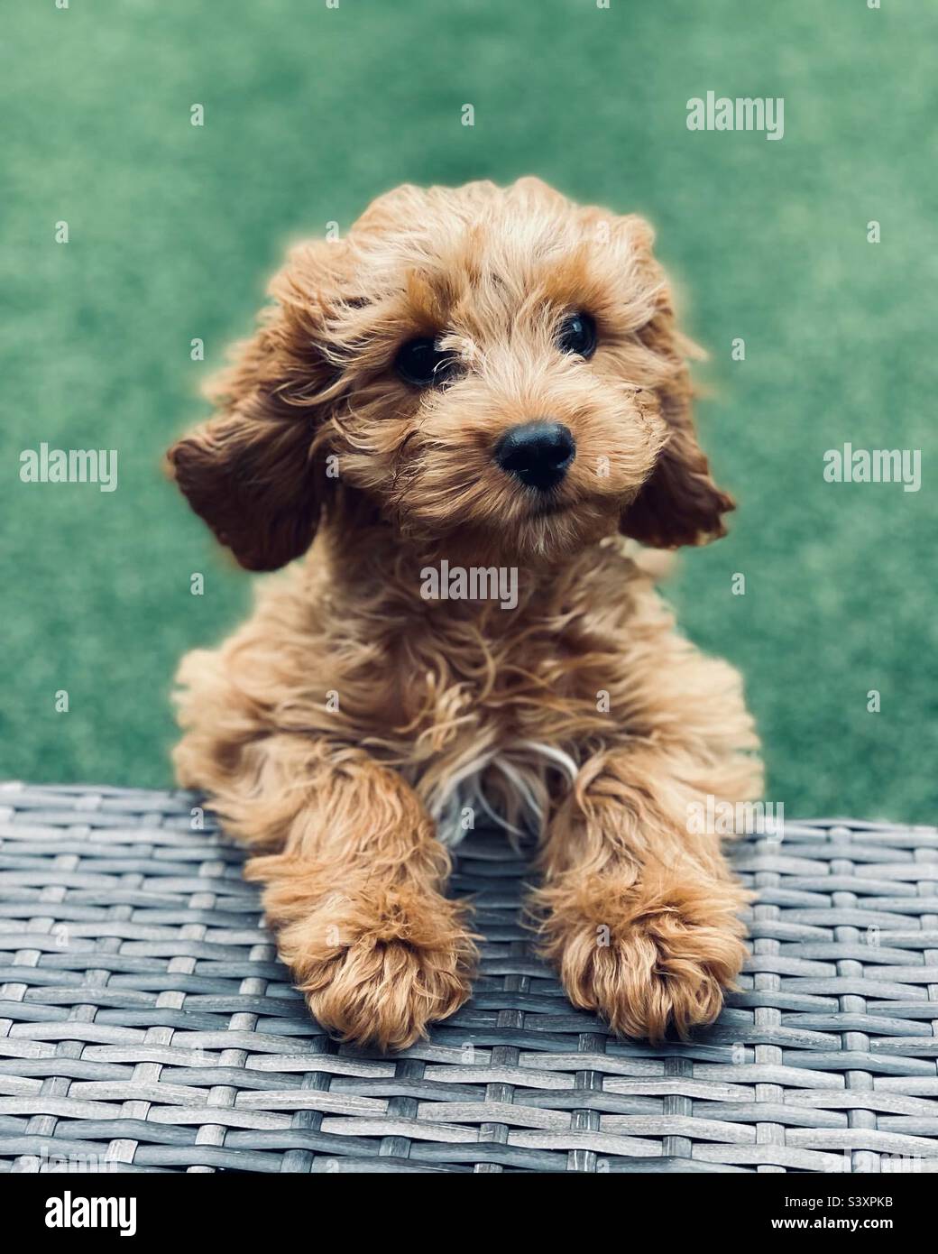 Its a bit windy hi-res stock photography and images - Alamy