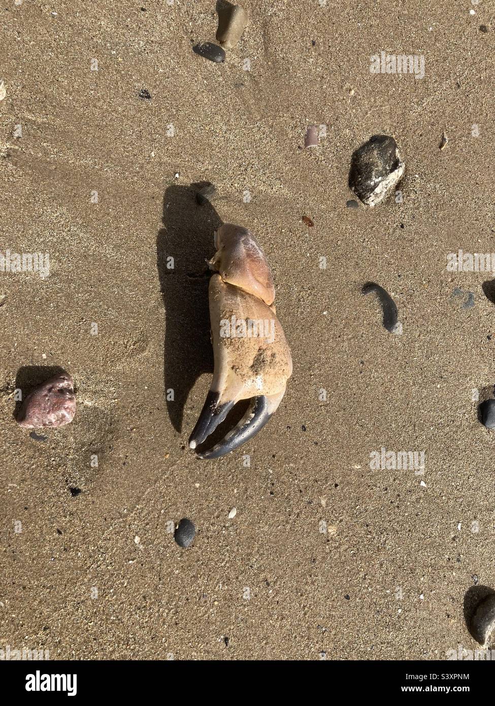 Crab and claw hi-res stock photography and images - Alamy