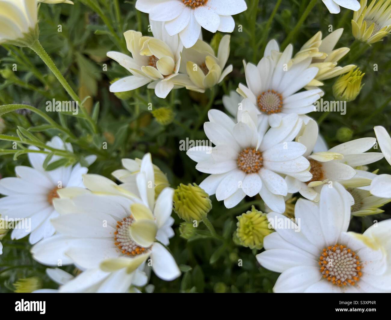 Primavera blanco hi-res stock photography and images - Alamy